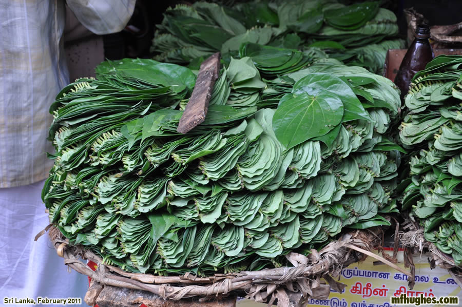 Betel leaves in Sri Lanka, 2010.
